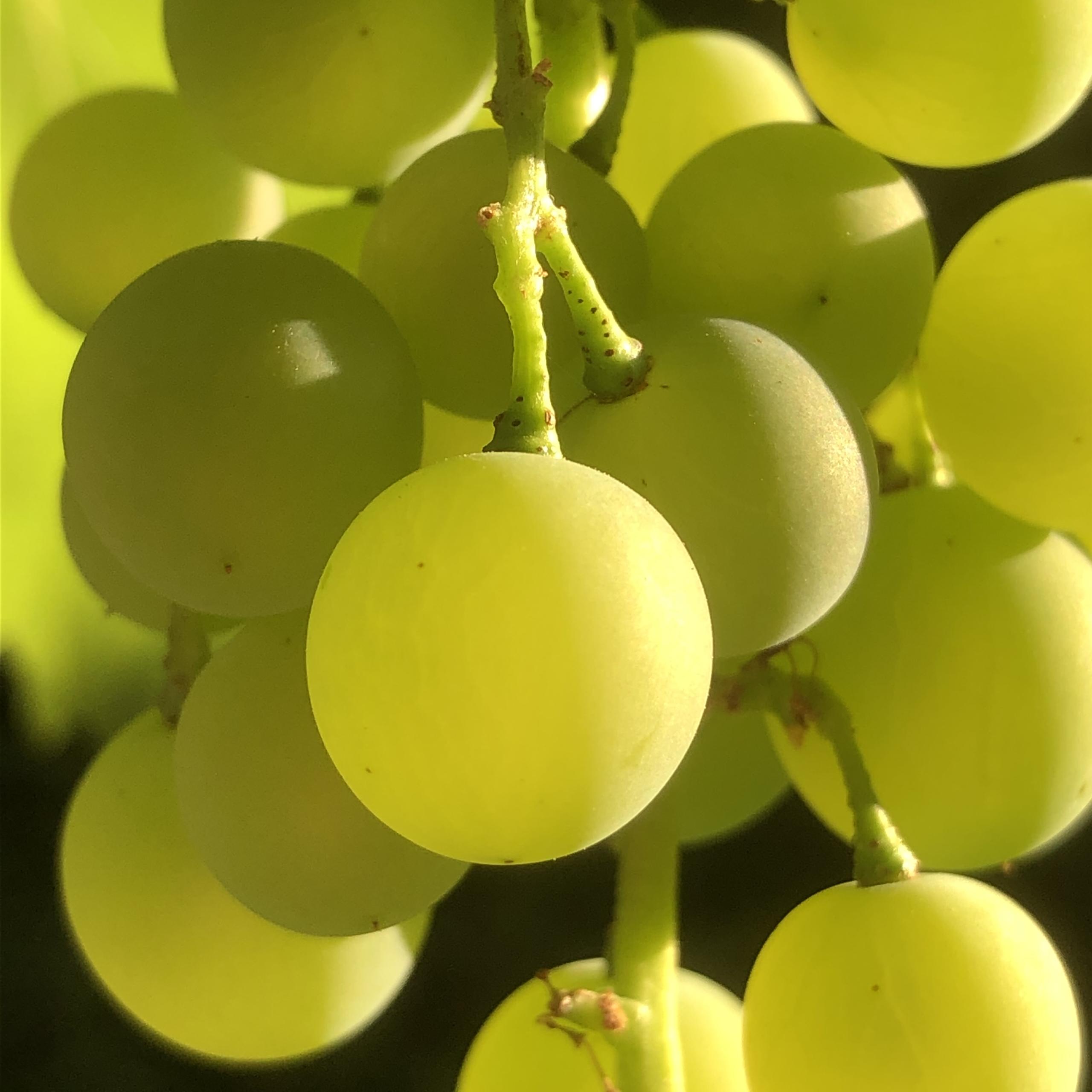 Mondial du Chasselas 2021